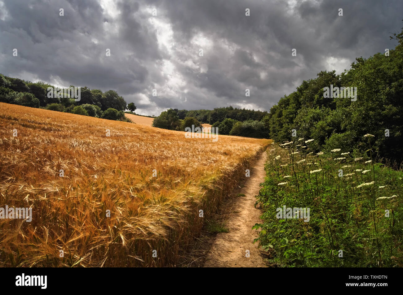 Moss valley hi-res stock photography and images - Alamy