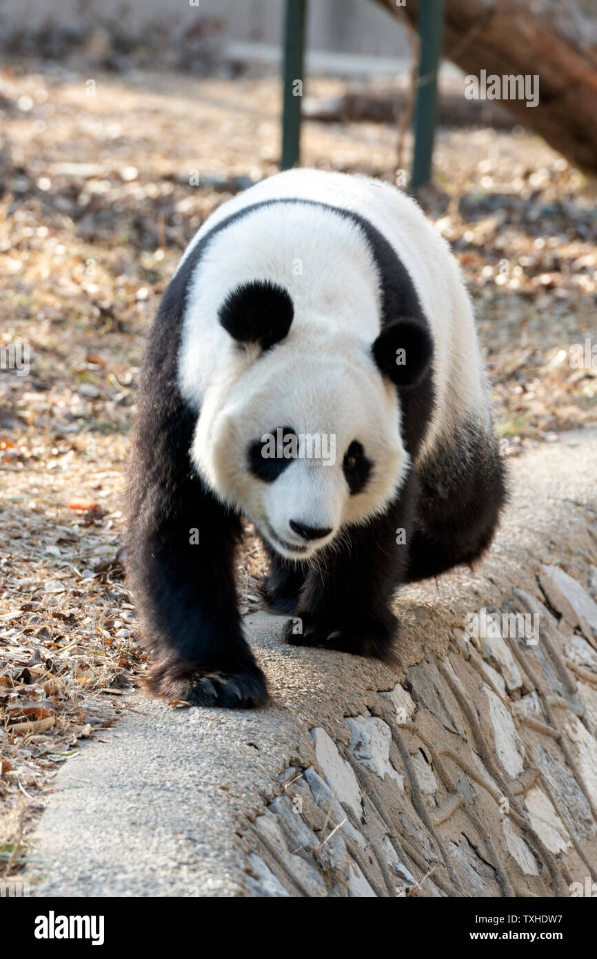 Du dongga hi-res stock photography and images - Alamy