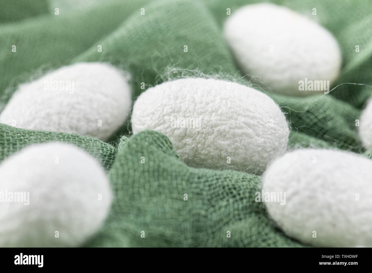 Natural silk cocoon Stock Photo - Alamy