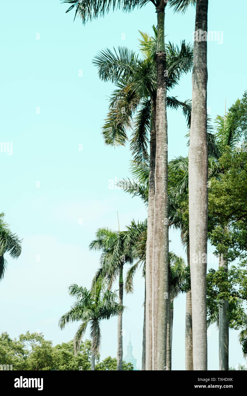 Coconut forest hi-res stock photography and images - Alamy