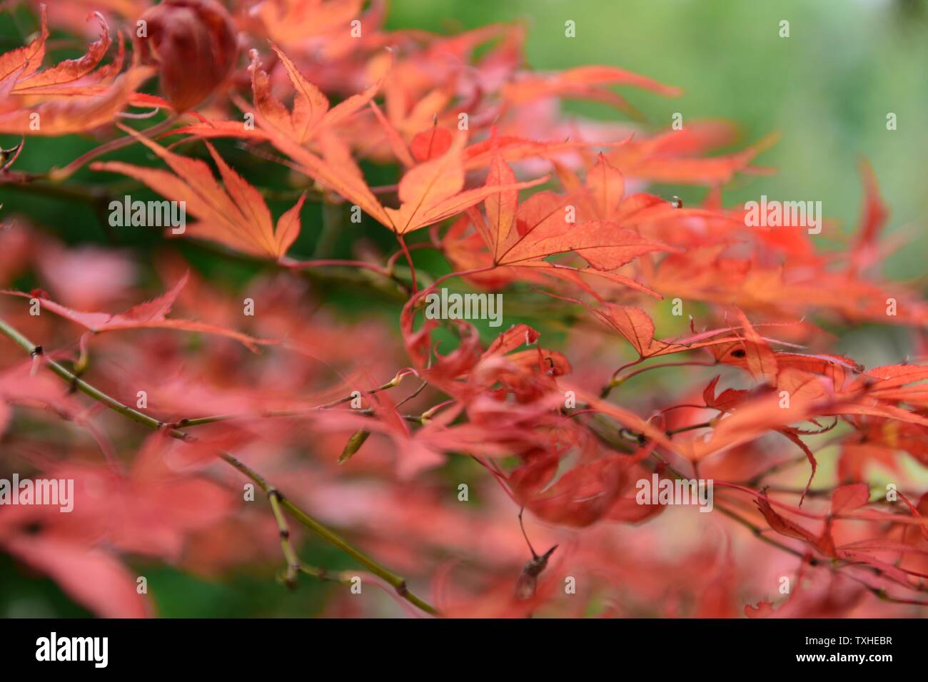 Pentagonal maple leaves hi-res stock photography and images - Alamy