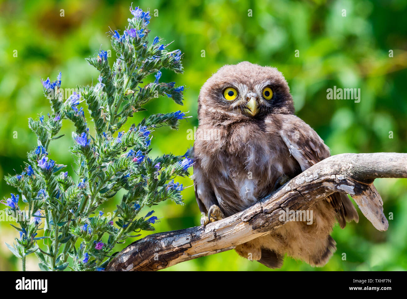 Little owl or Athene noctua on wooden branch with flowers on green ...