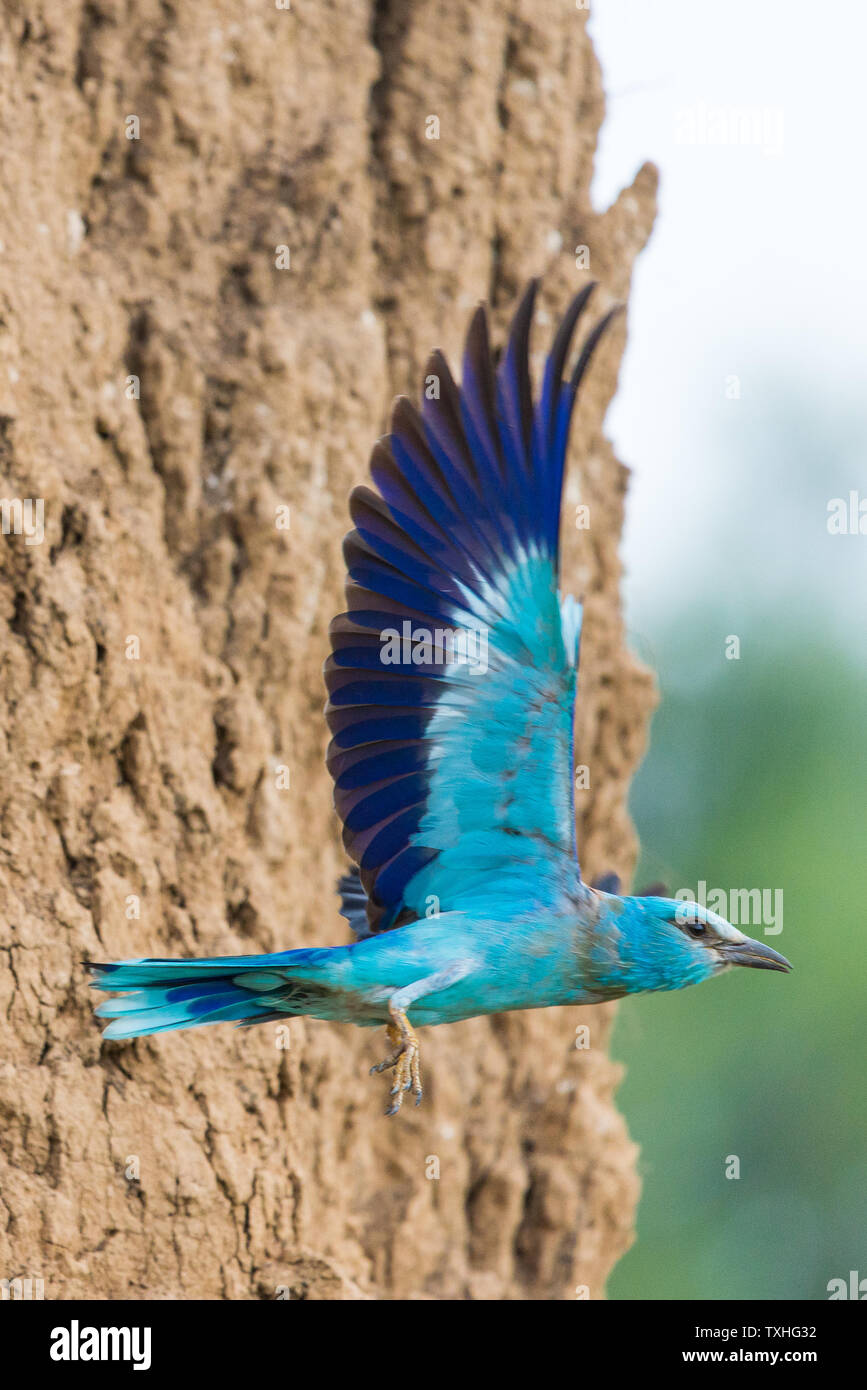 European roller chick hi-res stock photography and images - Alamy