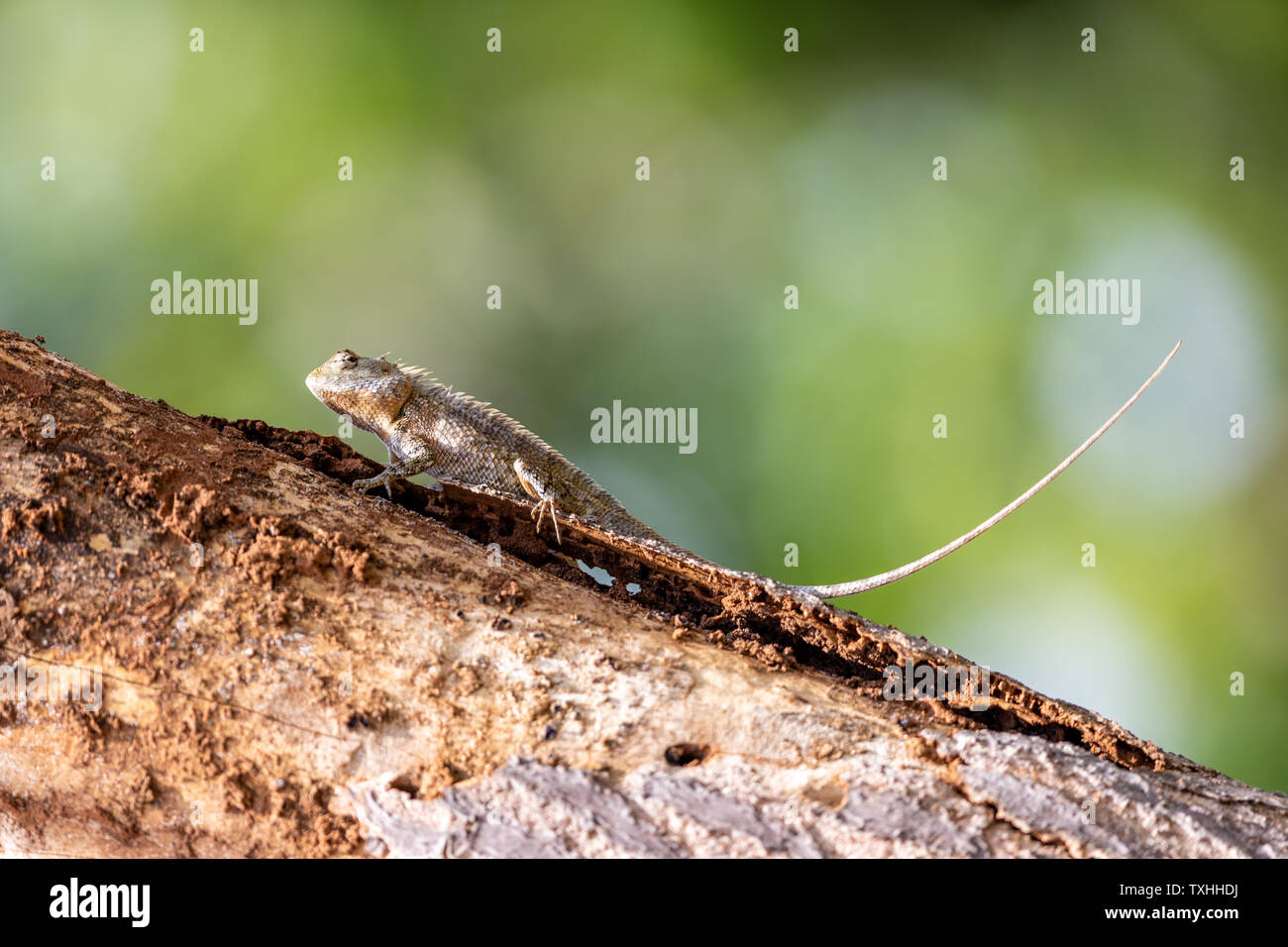 Rainforest chameleons hi-res stock photography and images - Alamy
