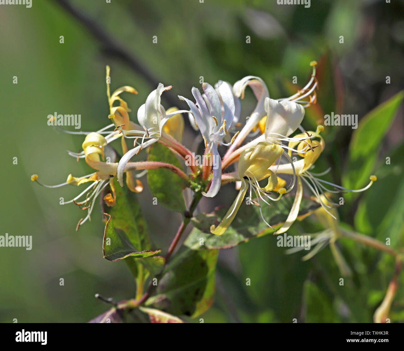 A view of a Honeysuckle, Lonicera periclymenum, flower at Upton Fen ...