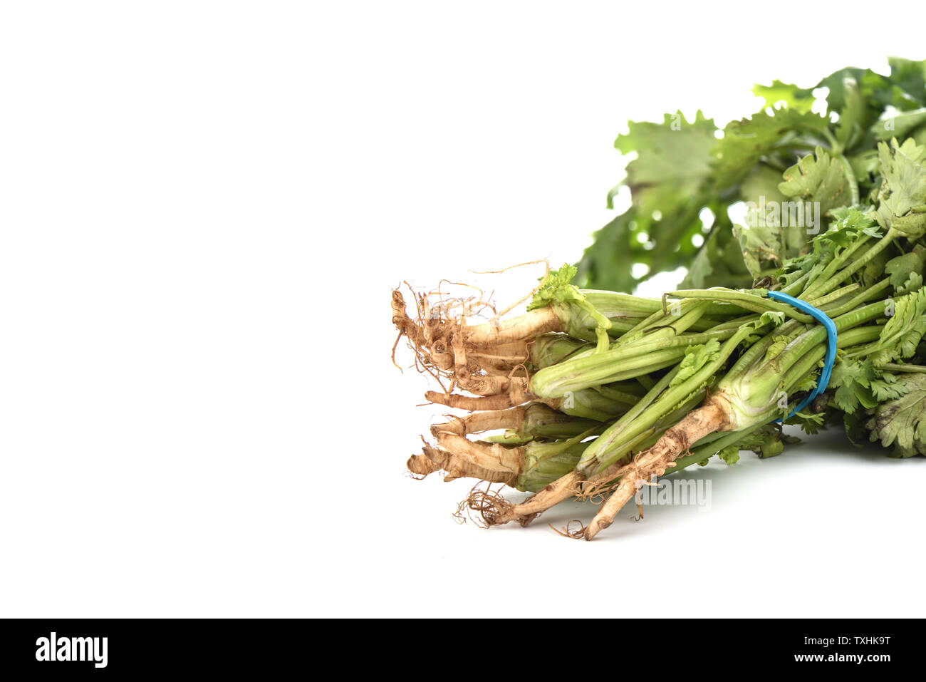 Cilantro roots hi-res stock photography and images - Alamy