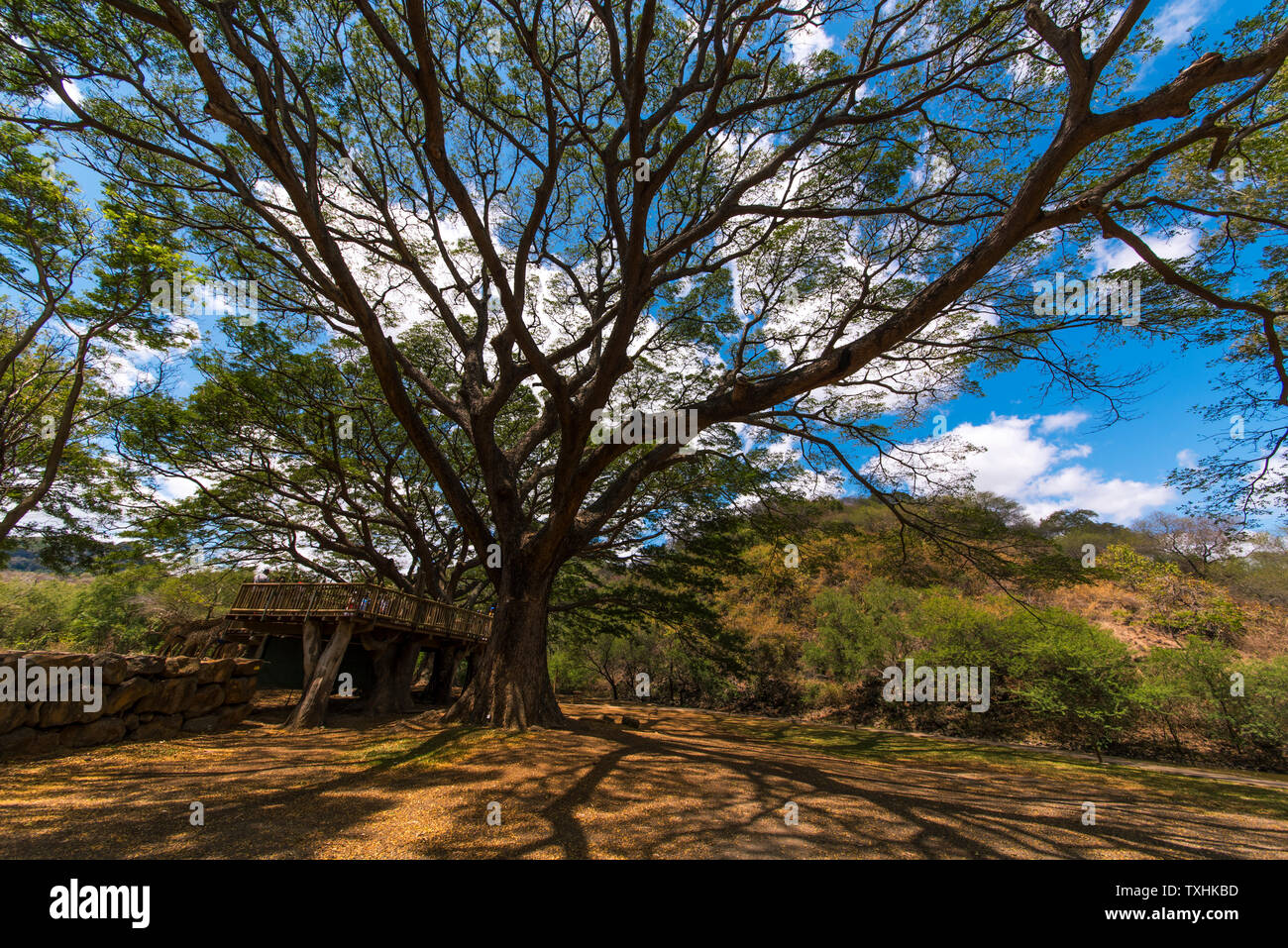 A big tree Stock Photo - Alamy