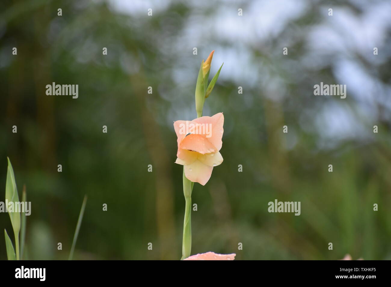 Flower meadow in summer with colorful flowers, looking most amazing ...