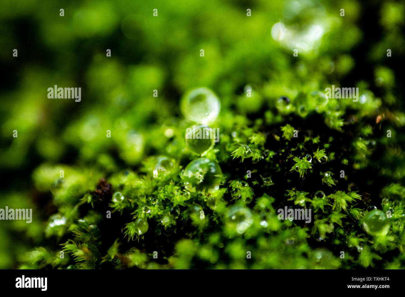 After the rain, moss, moss Stock Photo - Alamy