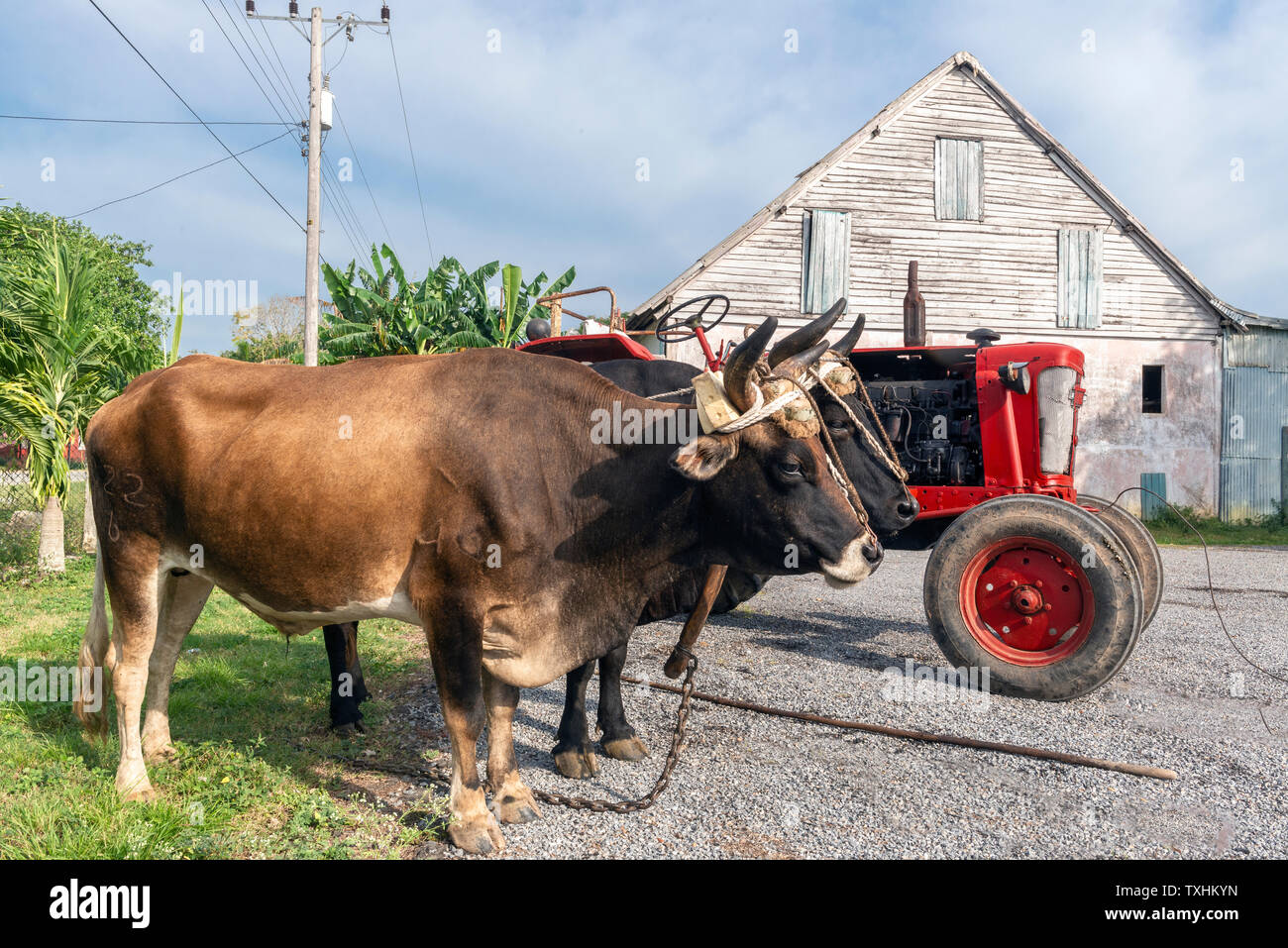 Oxen farming hi-res stock photography and images - Alamy