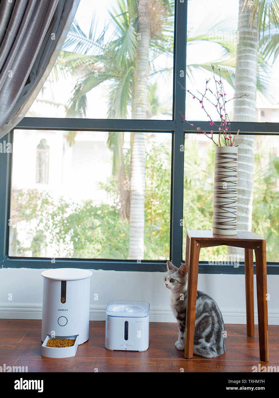 cat, pet, cat, animal, sprouting Stock Photo - Alamy