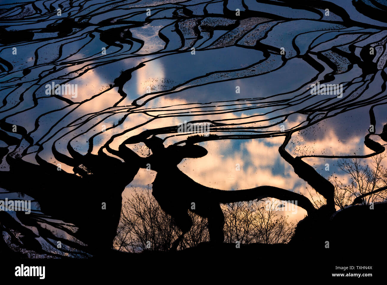 Doyi tree viewing platform hi-res stock photography and images - Alamy