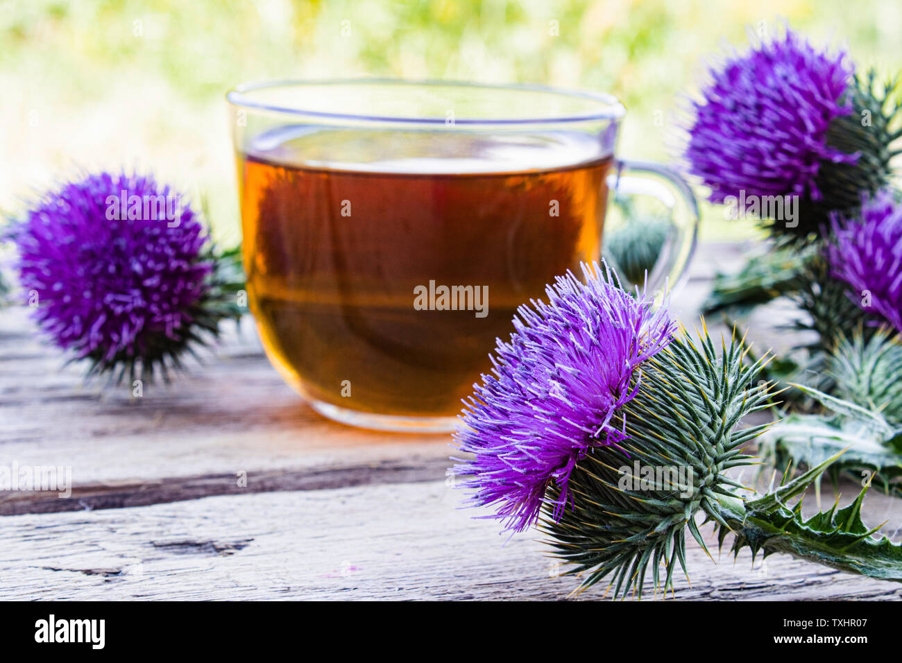 A cup of thistle tea on a woody background on nature. Thistle flowers ...