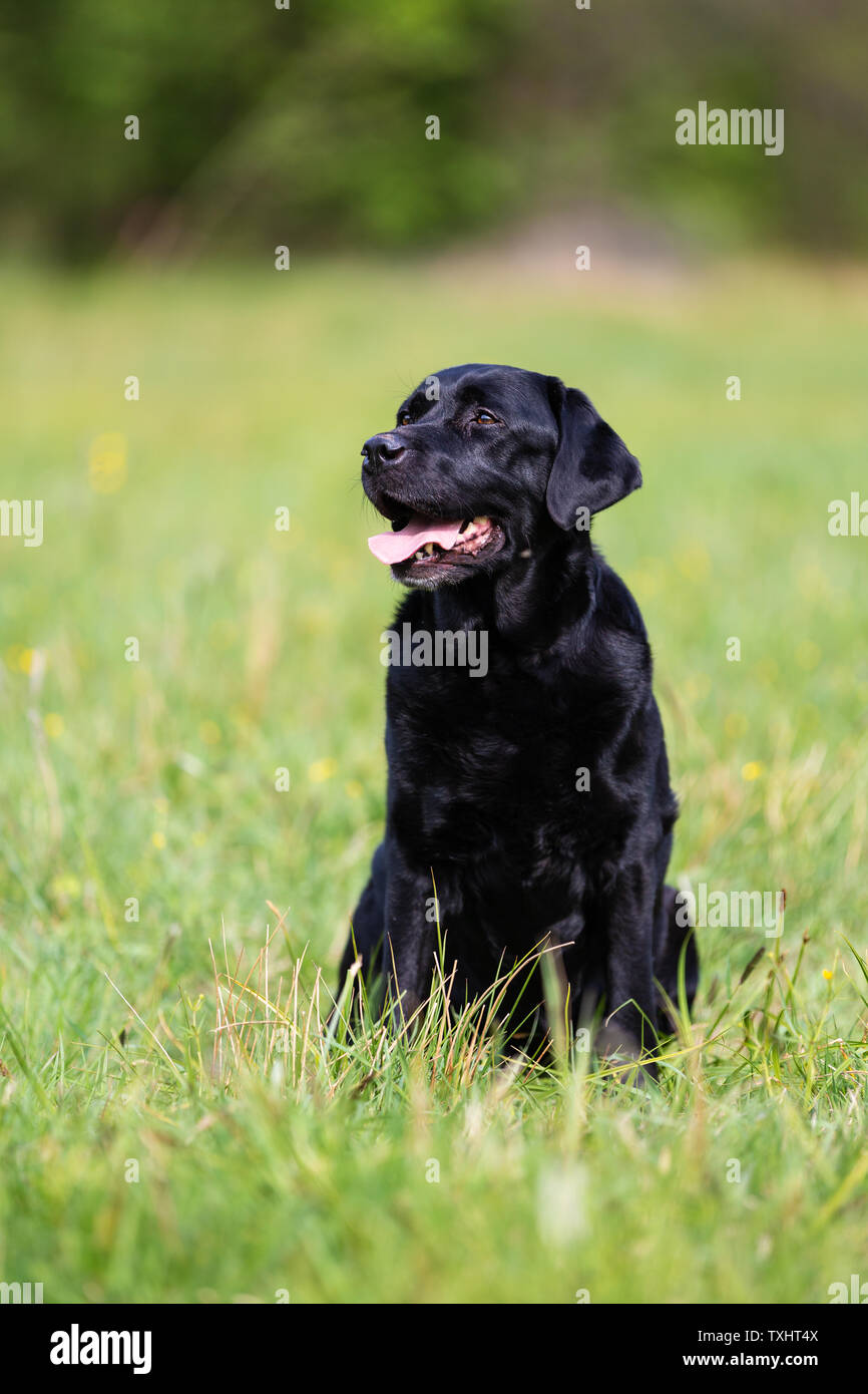 Working black labrador retriever hi-res stock photography and images ...