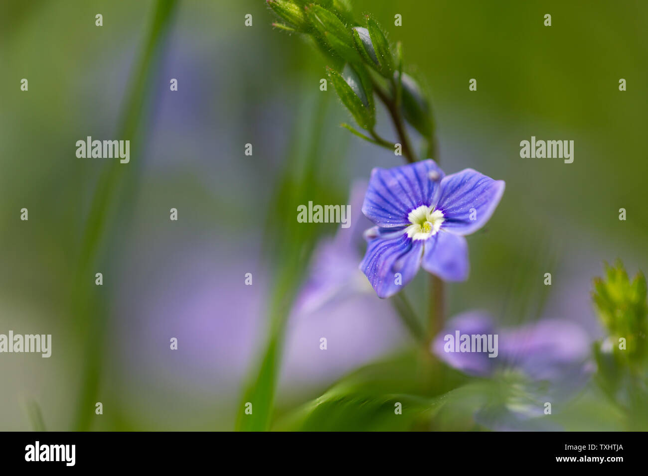 Purple small flower hi-res stock photography and images - Alamy