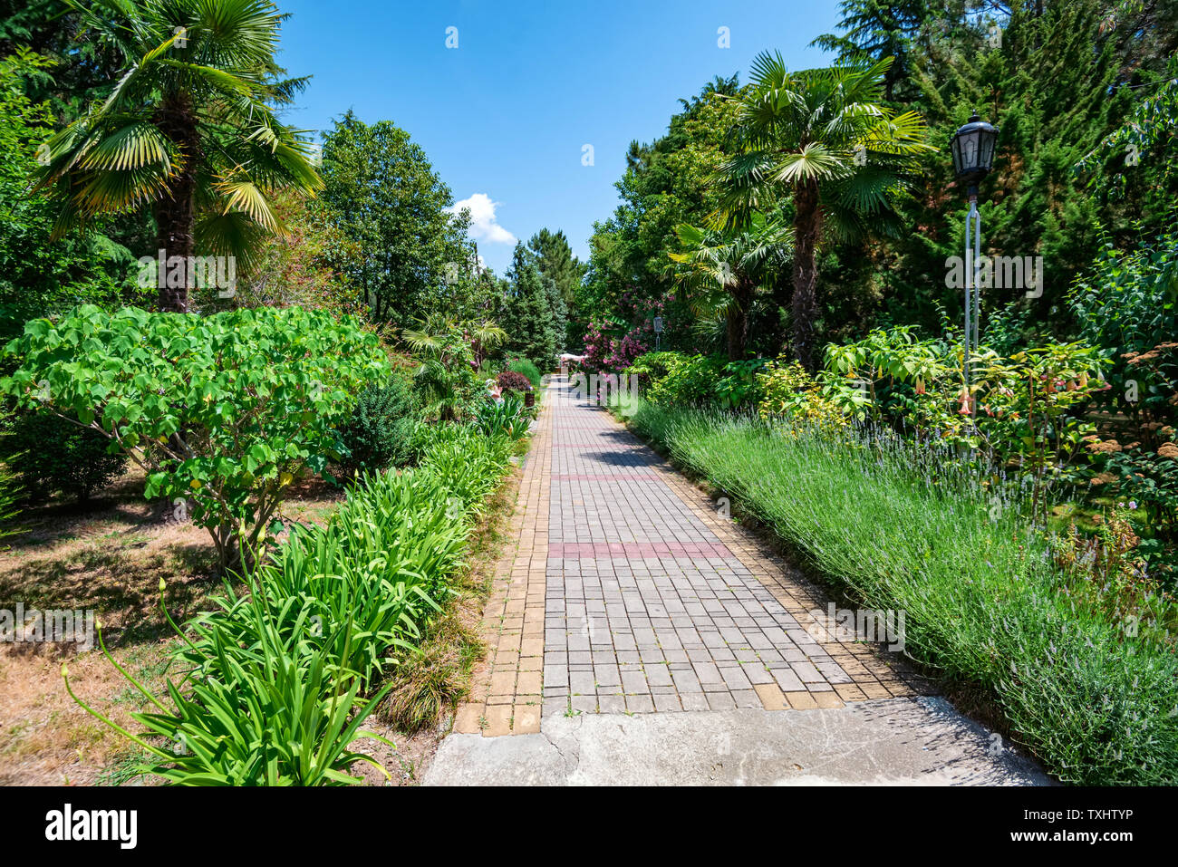 Promenade alley with flowers and green palm trees Stock Photo - Alamy