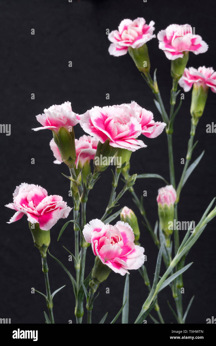 Multi headed flowers hi-res stock photography and images - Alamy