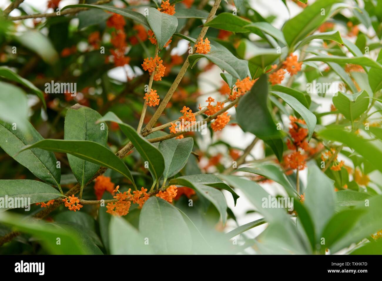 Dangui hi-res stock photography and images - Alamy