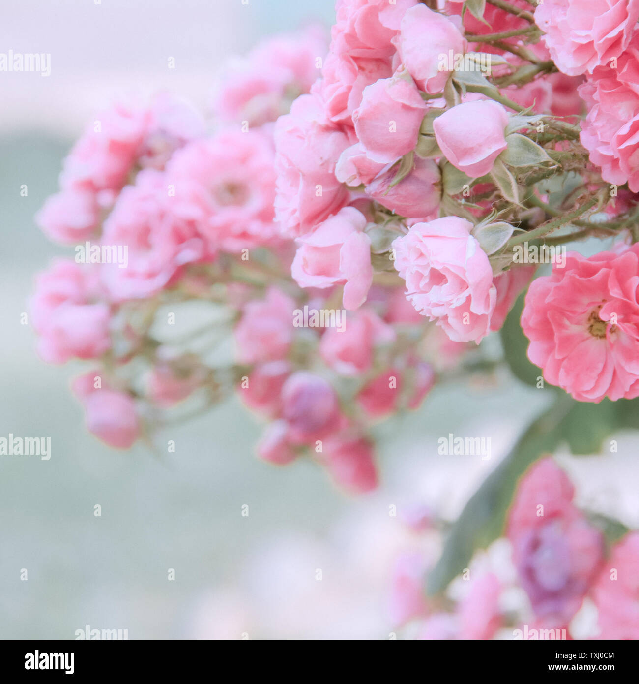 Summer fresh flowers hi-res stock photography and images - Alamy