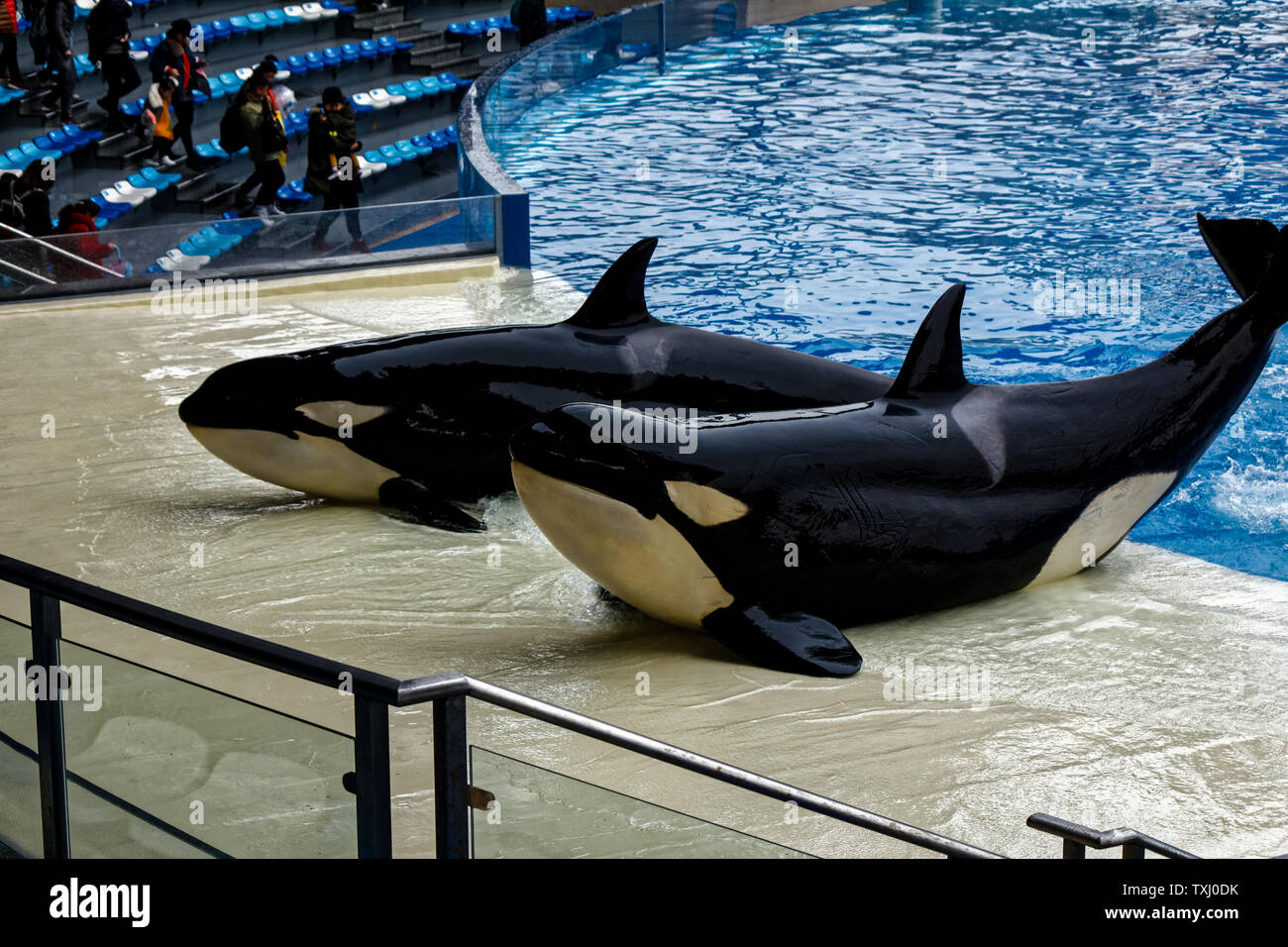 Haichang Ocean Park orca performance in Shanghai Stock Photo - Alamy