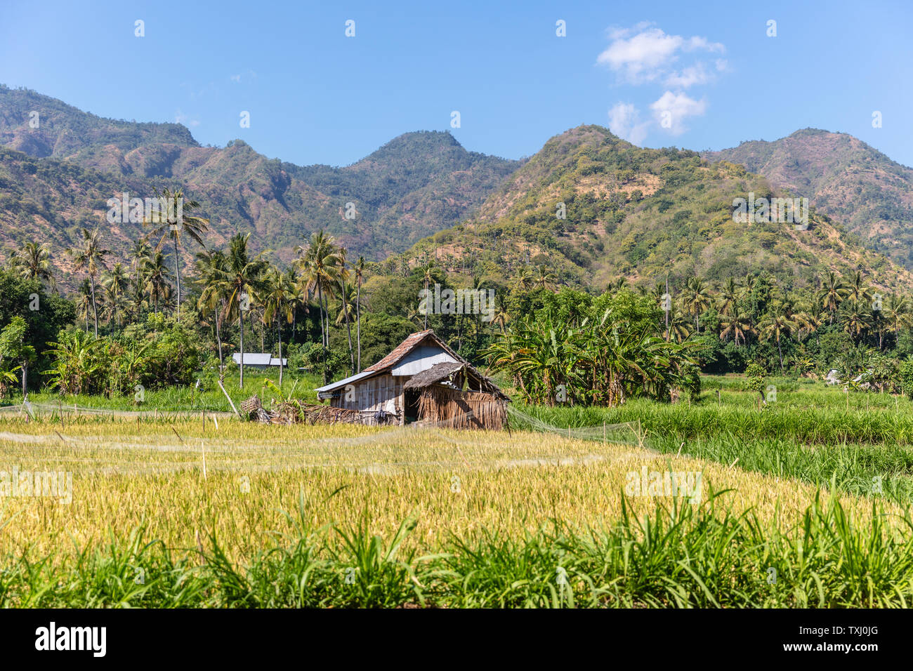 Rural Balinese landscape with rice fields and mountains. Amed ...