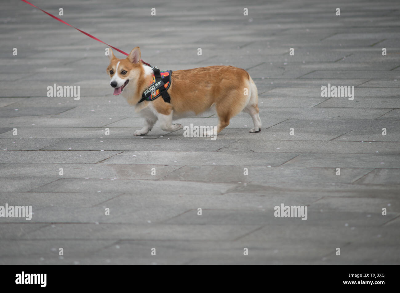 Snapping dog hi-res stock photography and images - Alamy