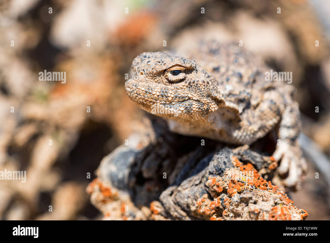 Close portrait of Phrynocephalus helioscopus agama in nature Stock ...
