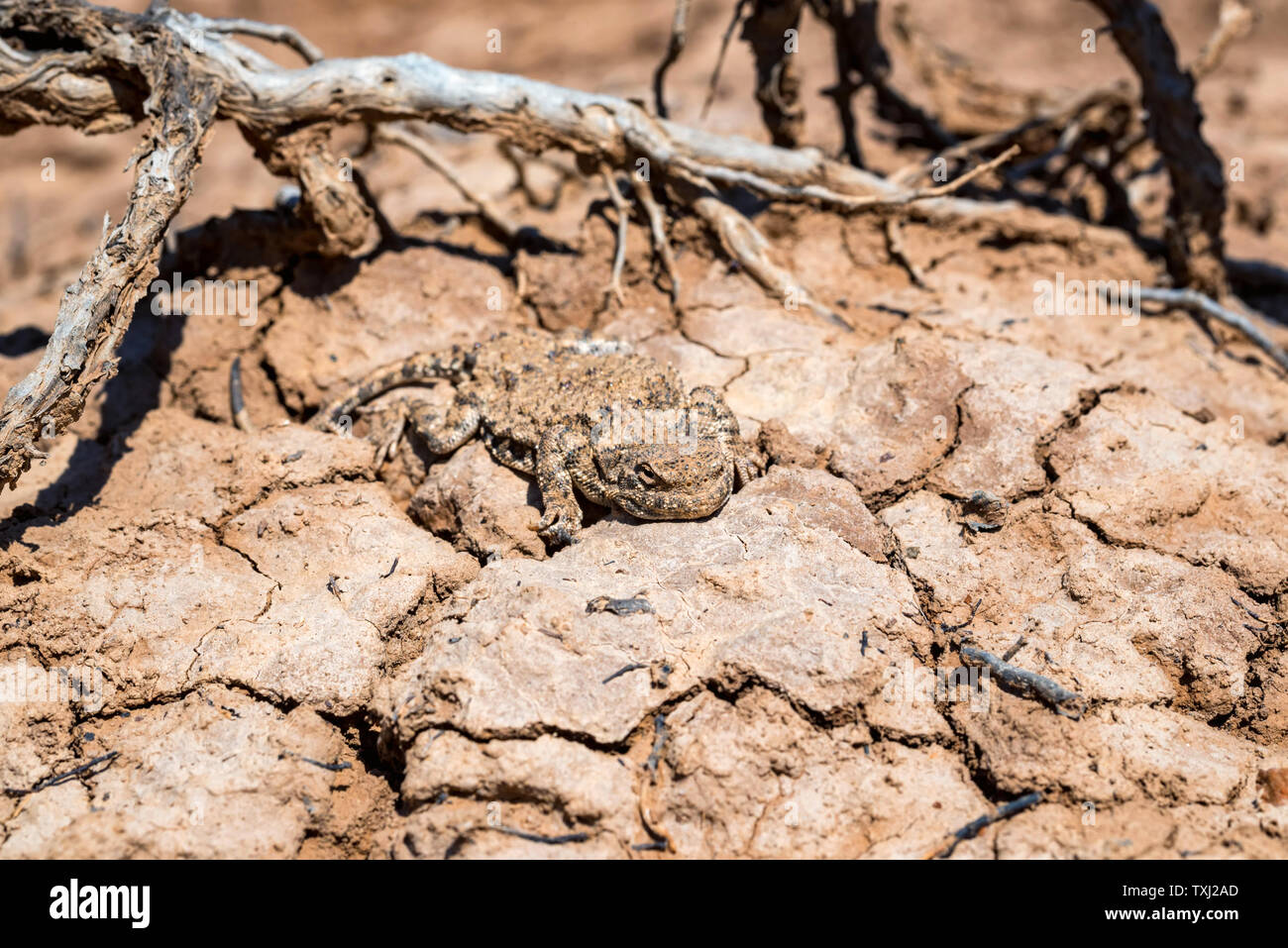 Close portrait of Phrynocephalus helioscopus agama in nature Stock ...