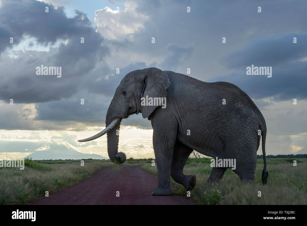 Elephant road hi-res stock photography and images - Alamy