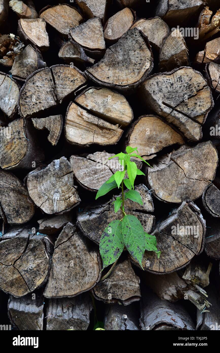 The freshmen hi-res stock photography and images - Alamy