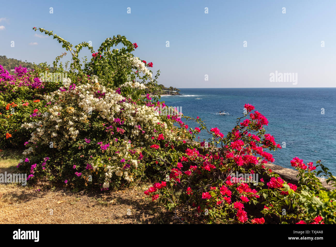 Views of Amed - ocean, blooming bougainvillea. Karangasem Regency, Bali ...