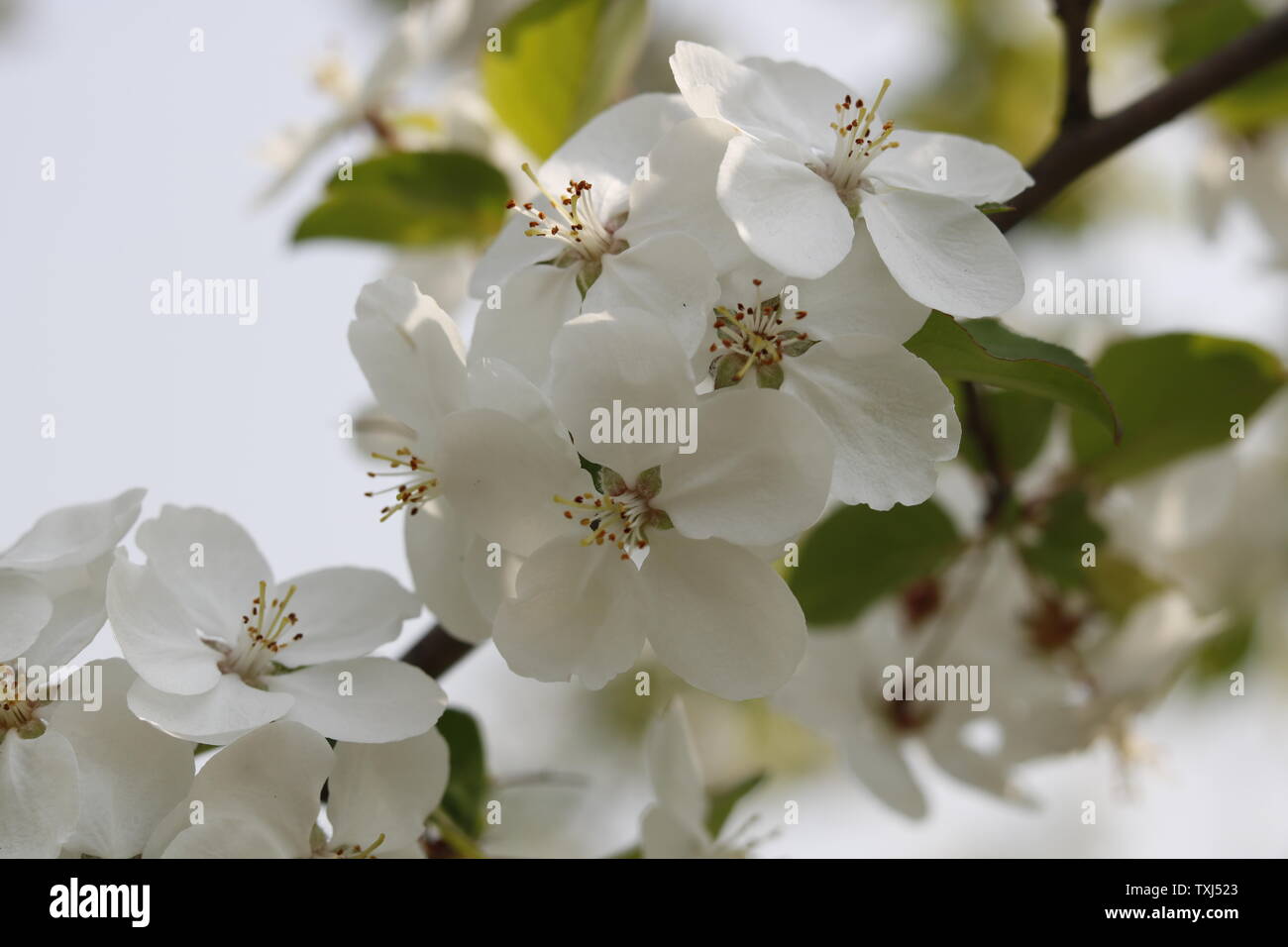 Pear flower pear tree Stock Photo - Alamy