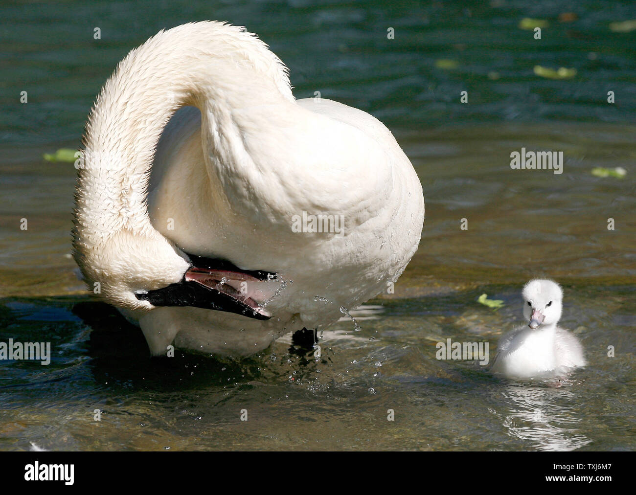 Chicago lincoln park swans hi-res stock photography and images - Alamy