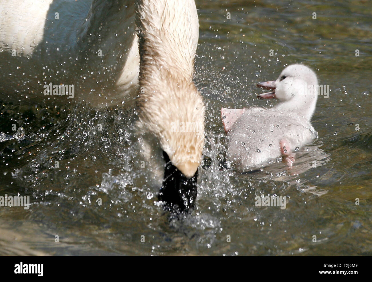 A female trumpeter swan wiggles its beak in the water as her newly ...