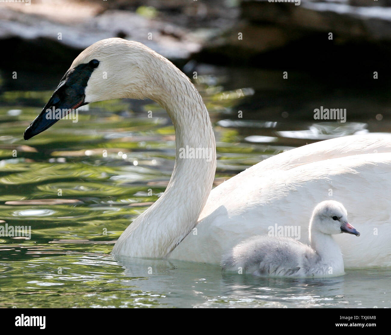 A female trumpeter swan swims with her newly hatched cygnet at Lincoln ...