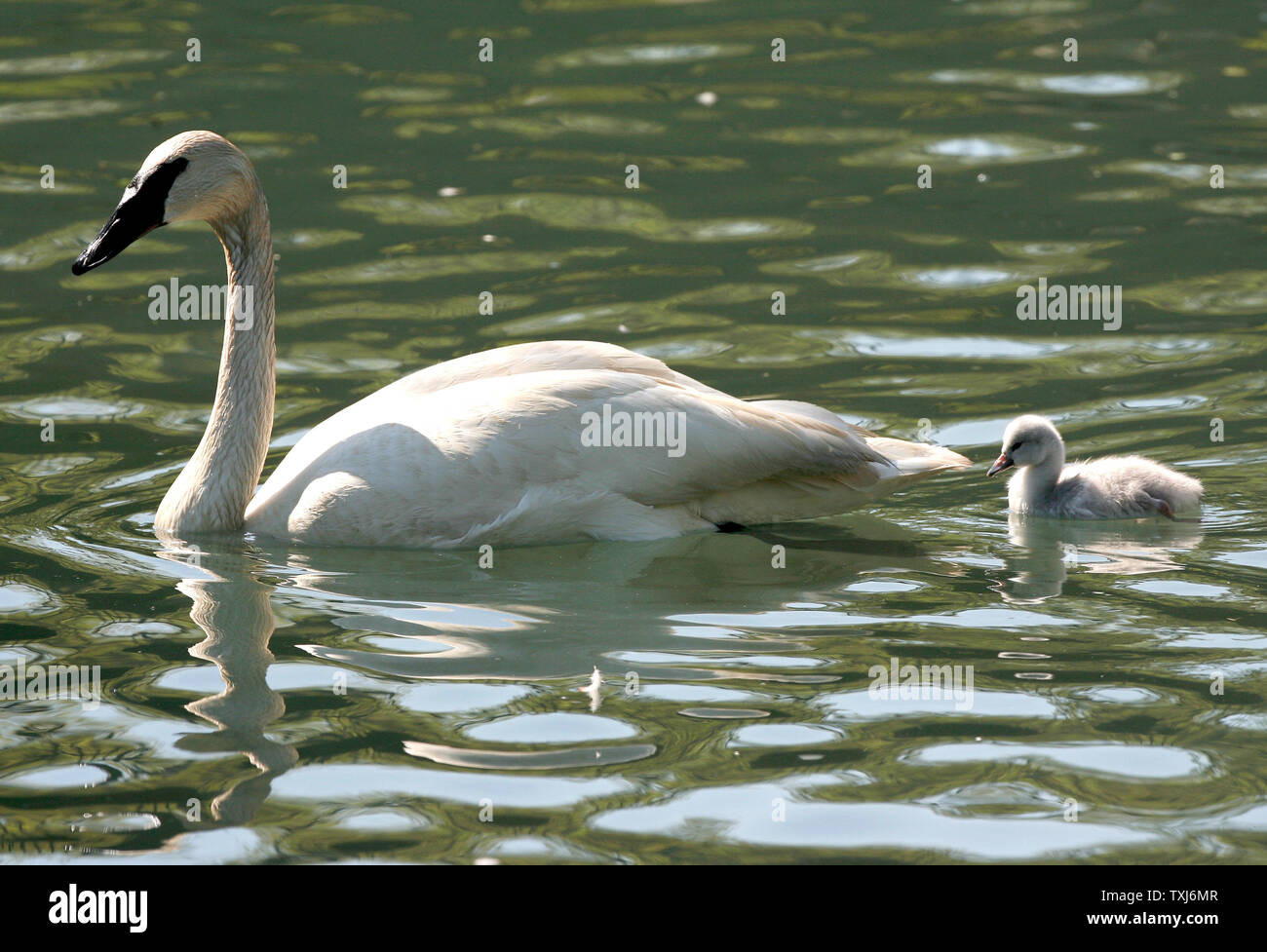 A female trumpeter swan swims with her newly hatched cygnet at Lincoln ...