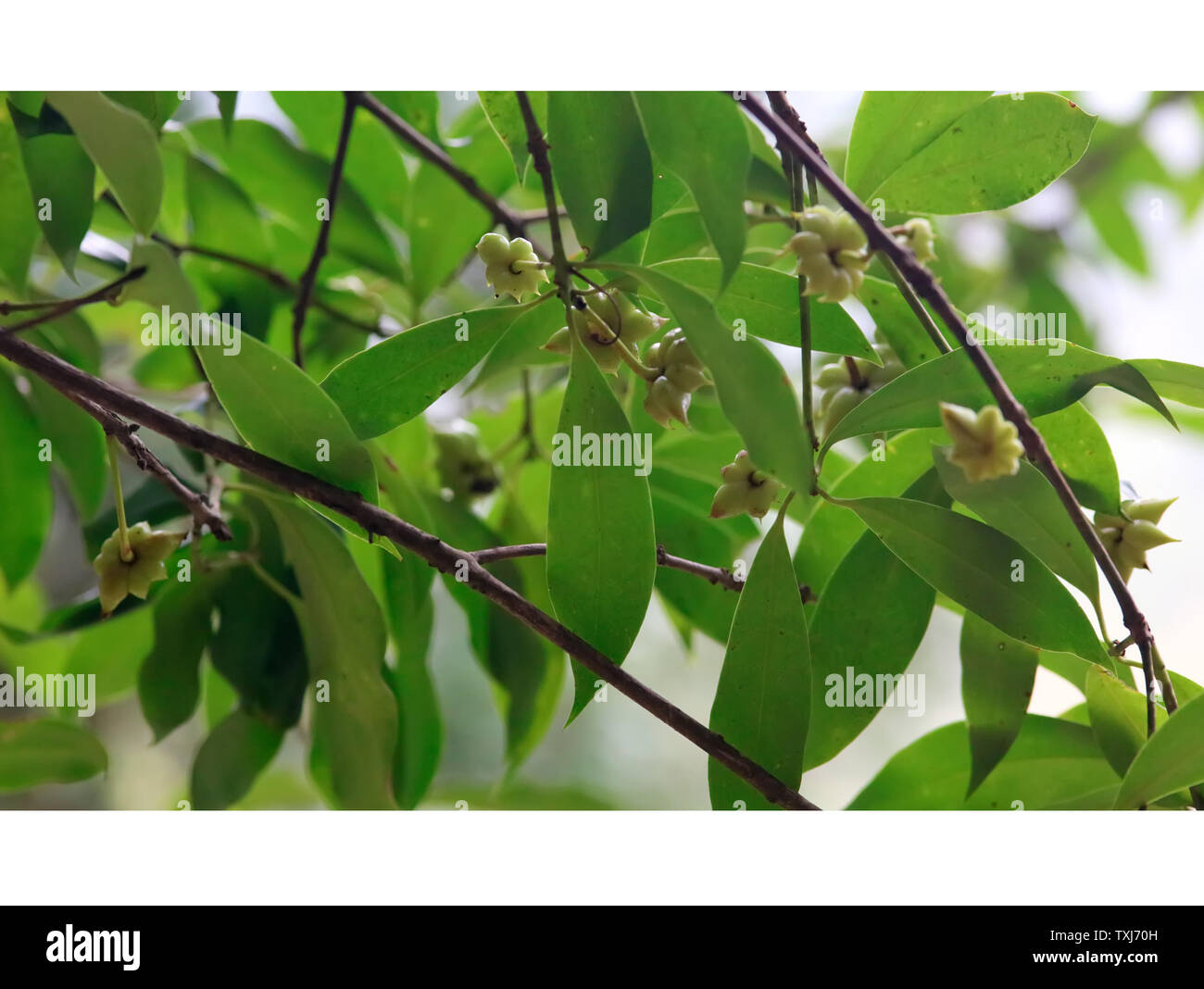 Octagon spice hi-res stock photography and images - Alamy