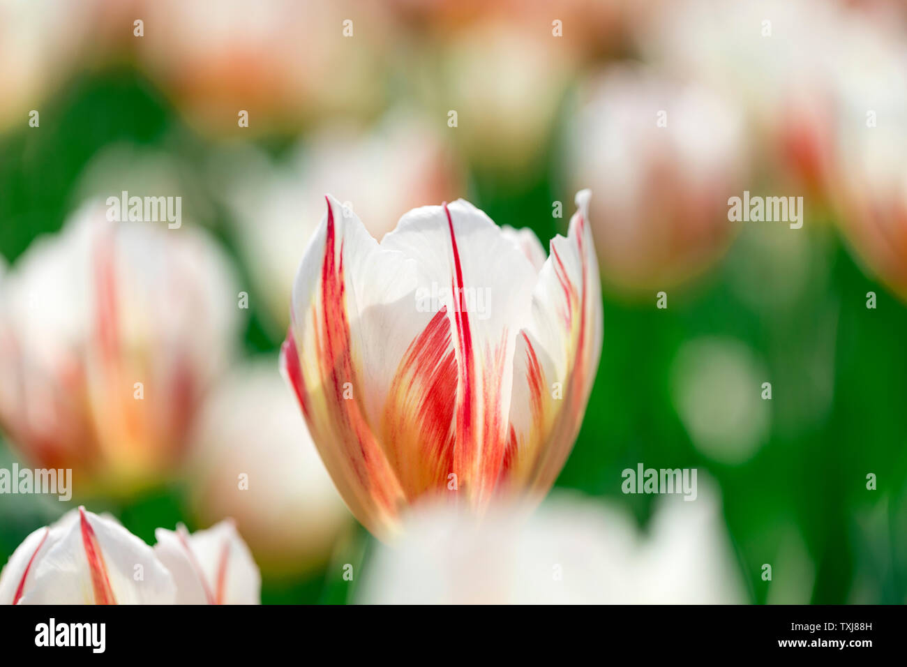 Daylight and grain planting beautiful hi-res stock photography and ...