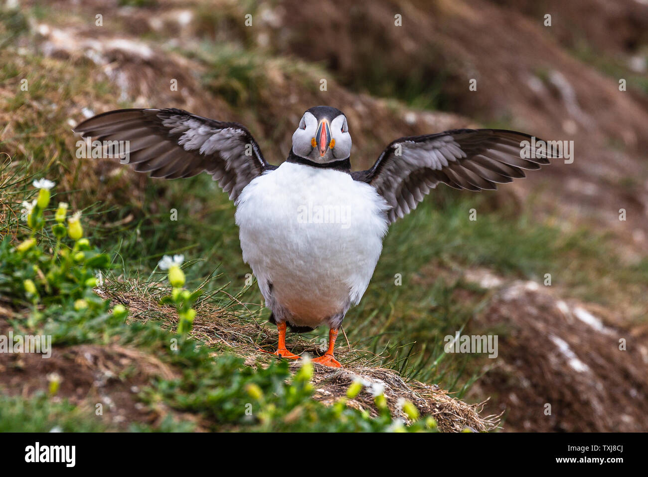 Atlantic puffin with open wings at the Farne Island, Britain Stock ...