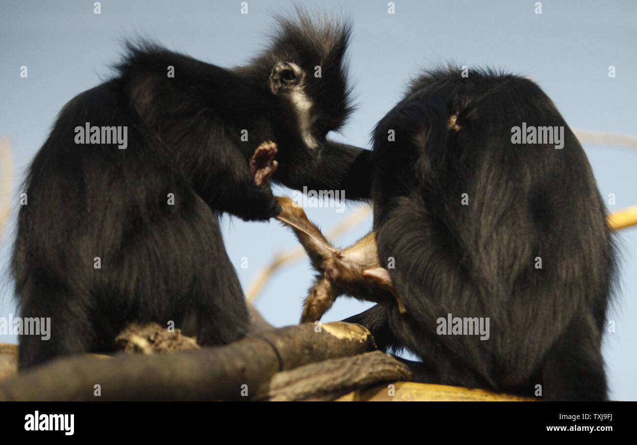 Francois langur hi-res stock photography and images - Alamy
