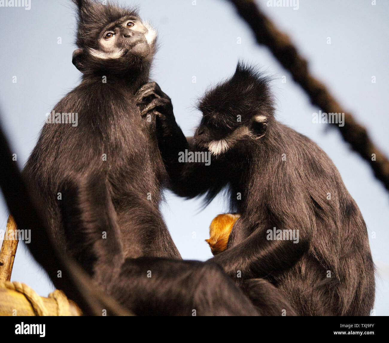 Pumpkin (R), a Francois' langur (Trachypithecus francoisi francoisi ...
