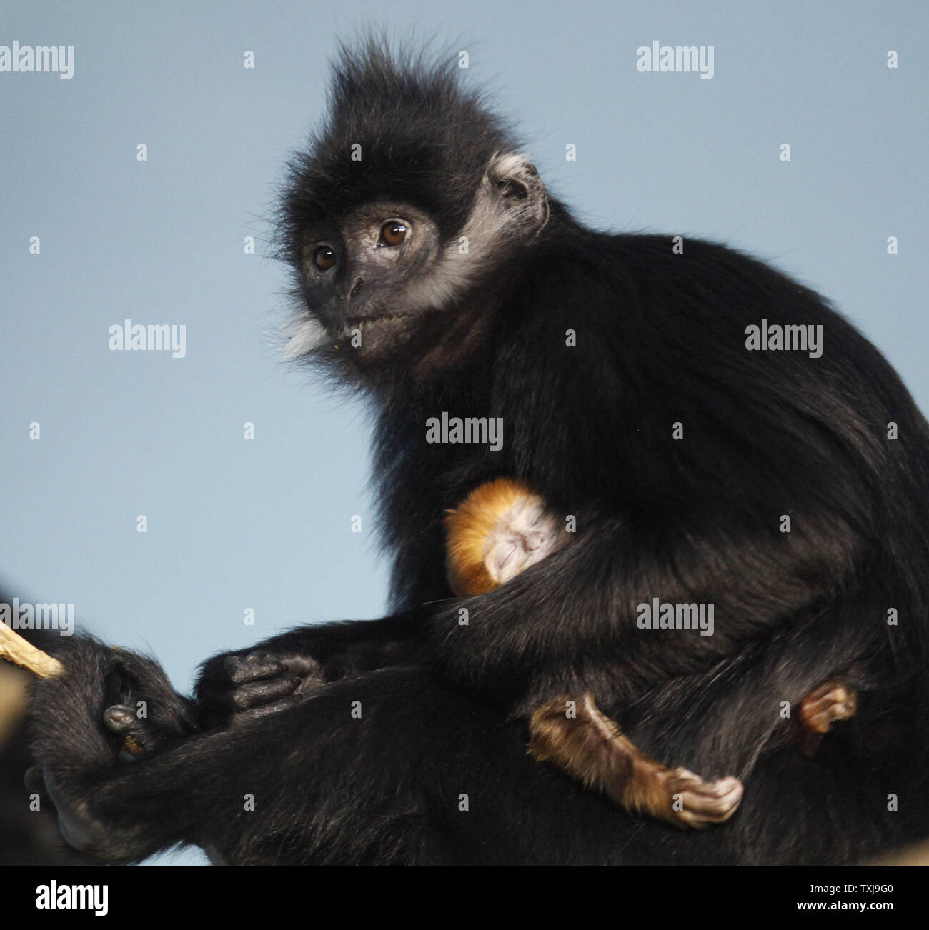 Pumpkin, a Francois' langur (Trachypithecus francoisi francoisi), holds ...