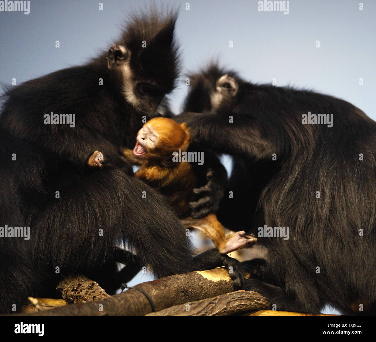 Primates in vietnam hi-res stock photography and images - Alamy