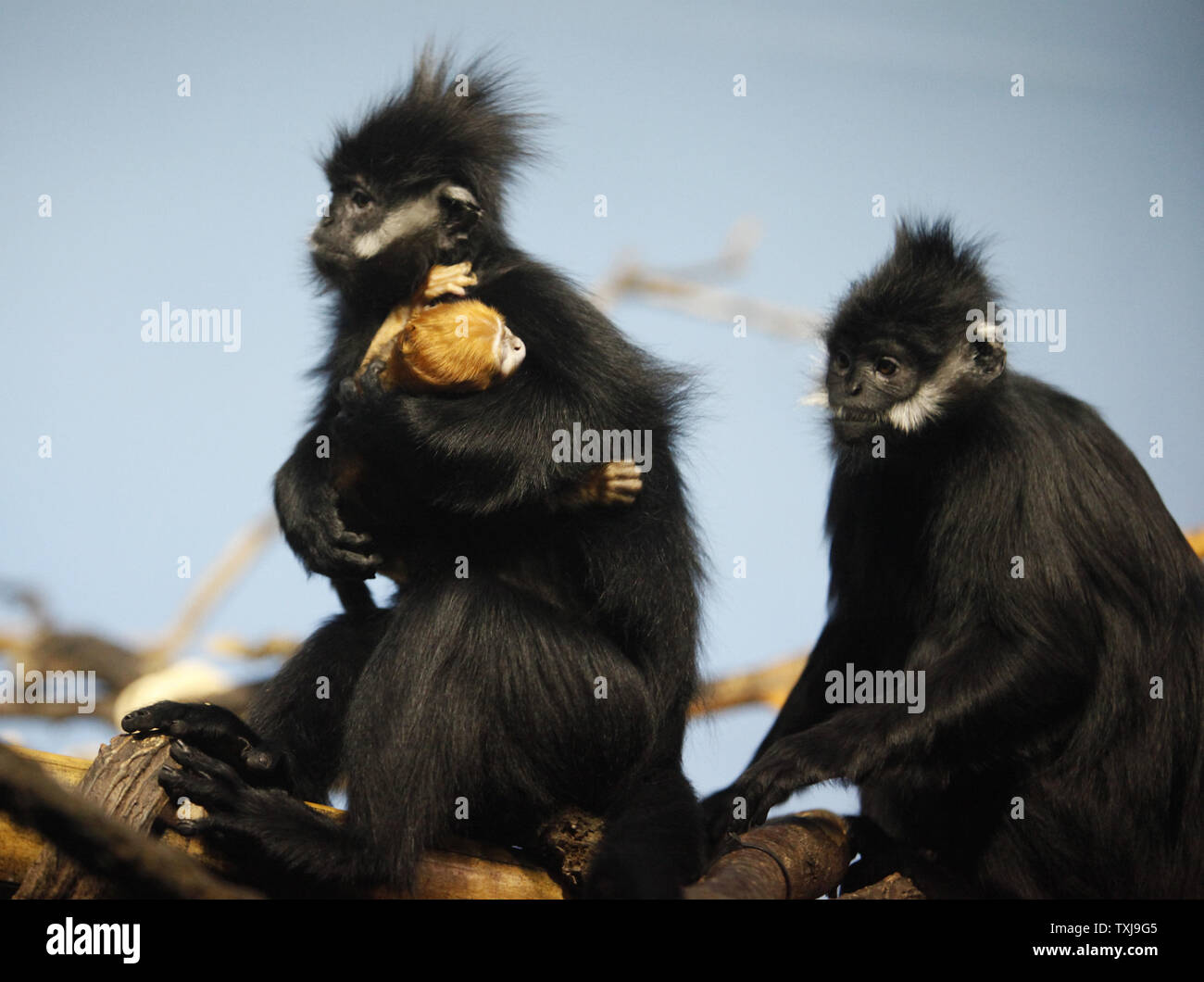 Female langur with infant hi-res stock photography and images - Alamy