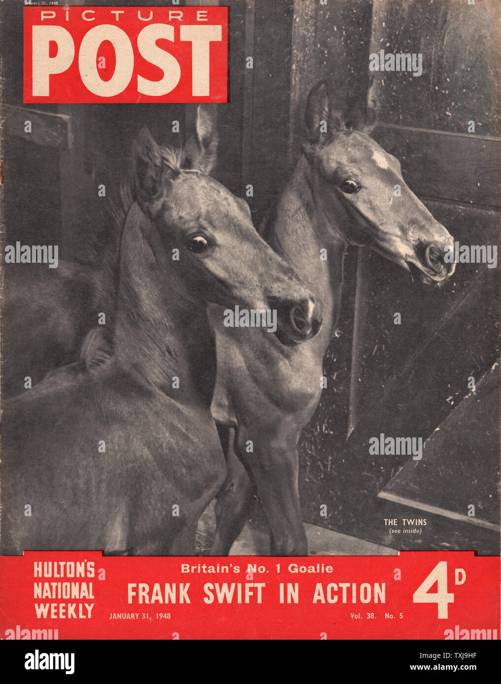 1948 Picture Post magazine front page horse foals Stock Photo - Alamy