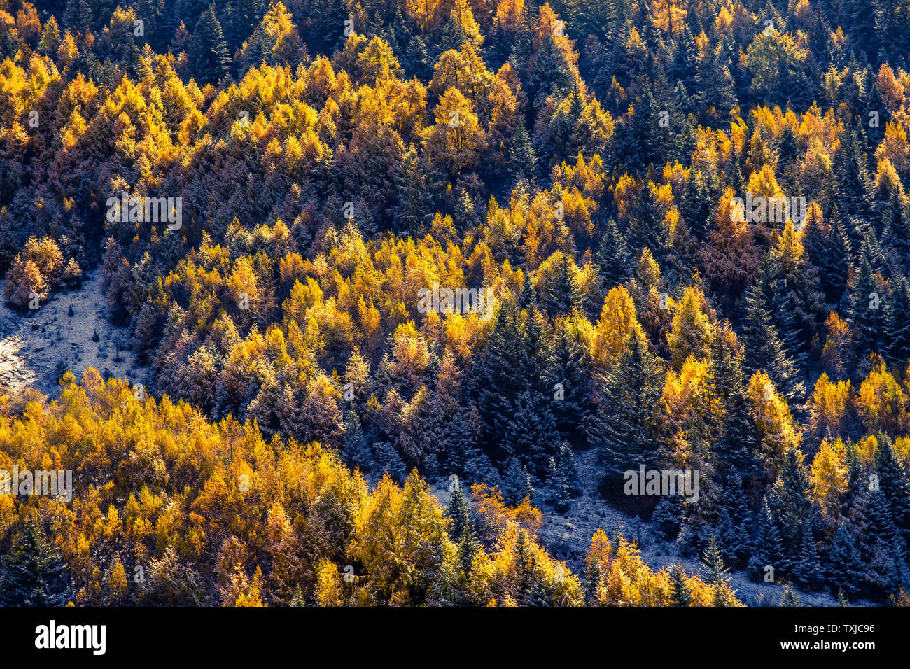 Forest Hai Xuehara, autumn forest after snow Stock Photo - Alamy