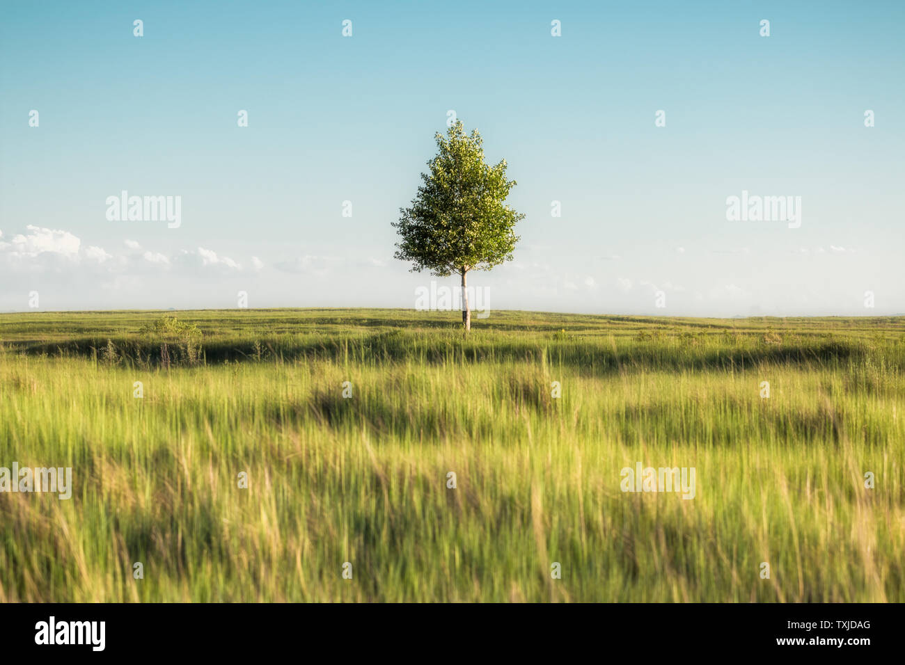 A lone tree on the prairie Stock Photo - Alamy