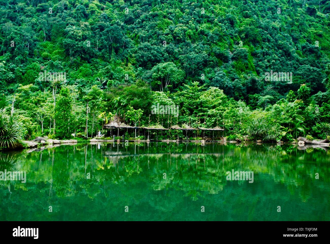 Water reflections of vegetation. Tropical green forest landscape view ...
