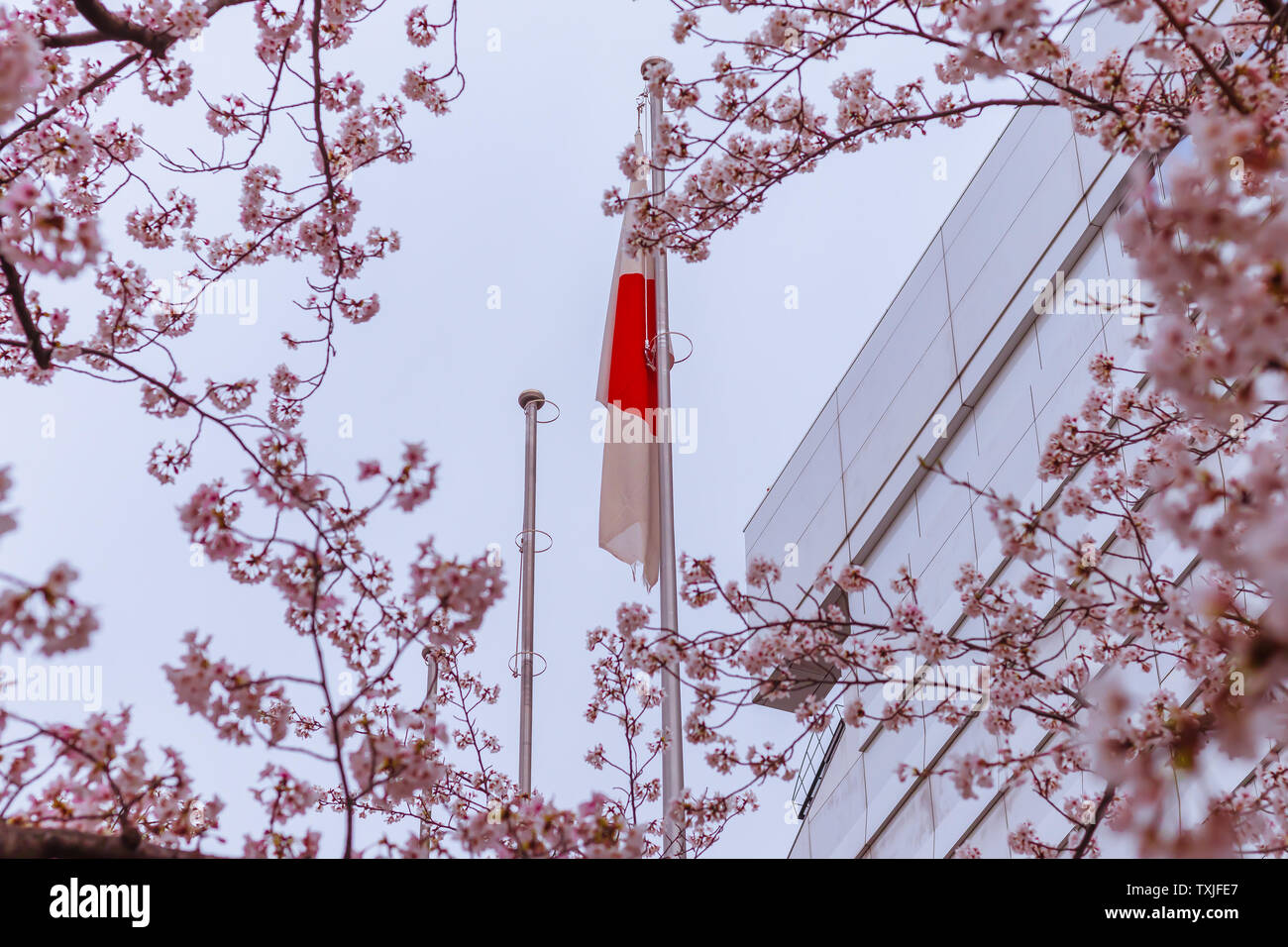 Japanese flag (also known as the Sun-mark flag, Nisshōki or Hinomaru ...