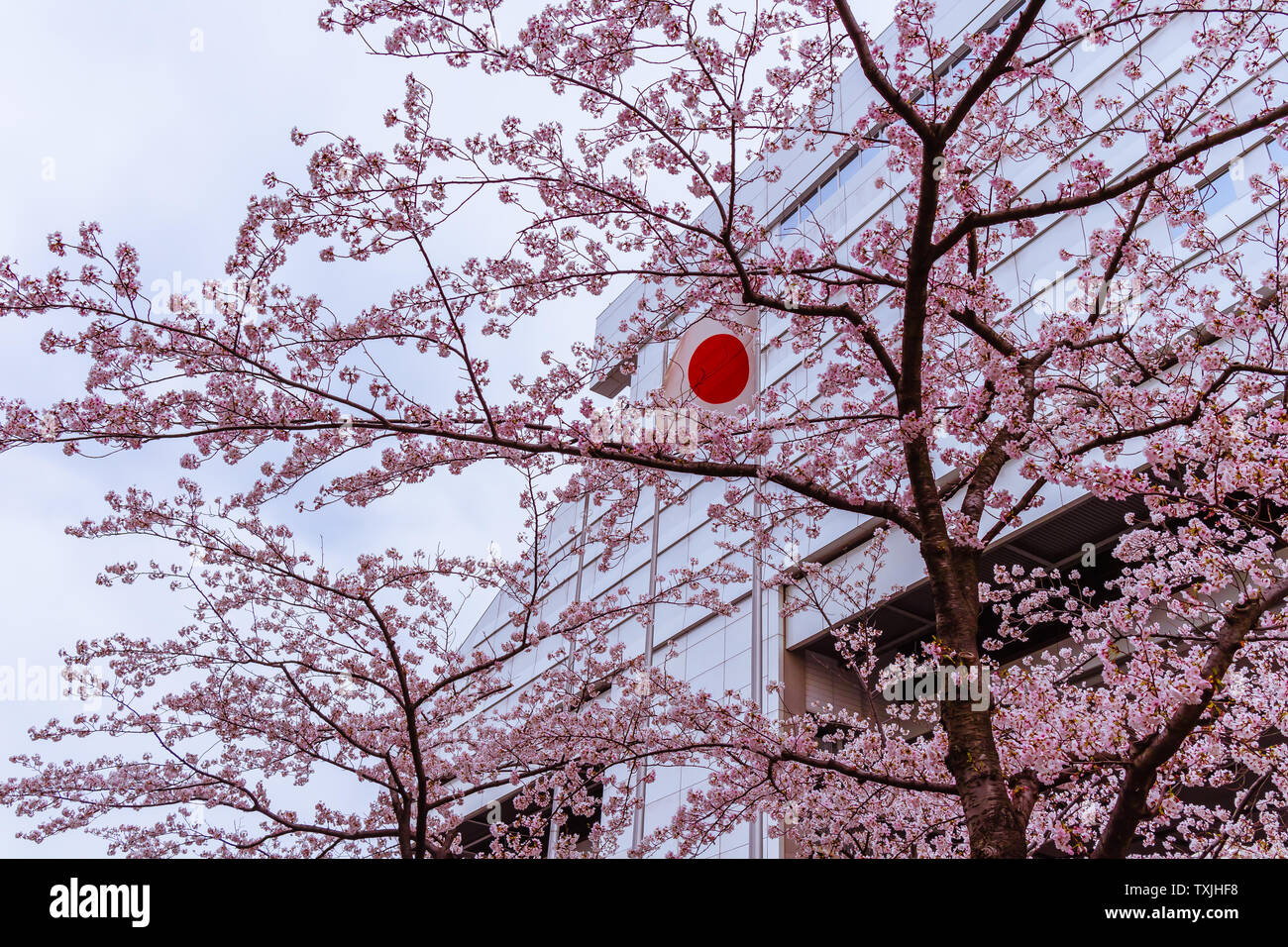 Japanese flag (also known as the Sun-mark flag, Nisshōki or Hinomaru ...